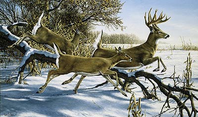Ron Van Gilder Limited Edition Print:"Breaking Cover-Whitetail Deer ...