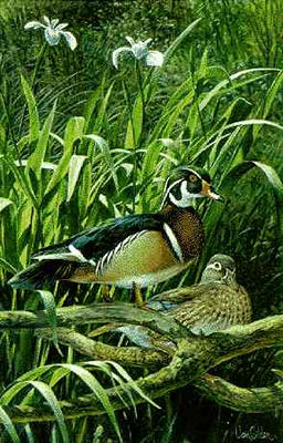 Ron Van Gilder Limited Edition Print: "Spring Elegance-Wood Ducks ...