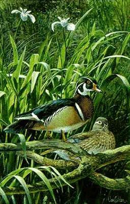 Ron Van Gilder Limited Edition Print: "Spring Elegance-Wood Ducks ...
