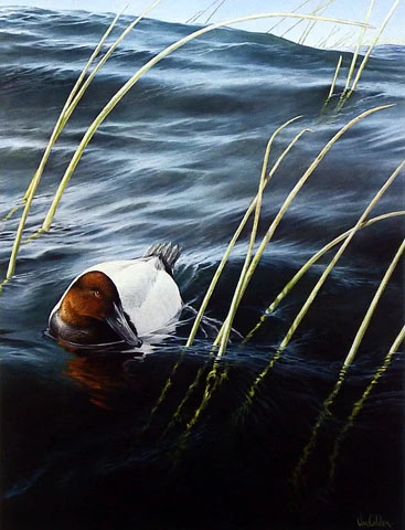 Ron Van Gilder Print-Signed and Numbered:"Solitude- Canvasback" - Ron ...