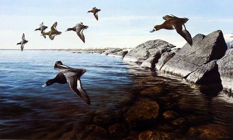 Ron Van Gilder Print-Signed and Numbered:"Stoney Point Bluebills" - Ron ...