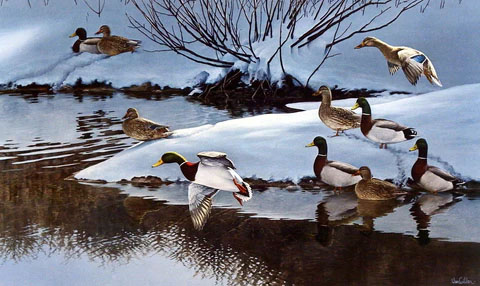Ron Van Gilder Print-Signed and Numbered:"The Gathering- Mallards ...