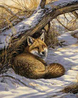 Rosemary Millette Limited Edition Print: "Restful Moment-Red Fox ...