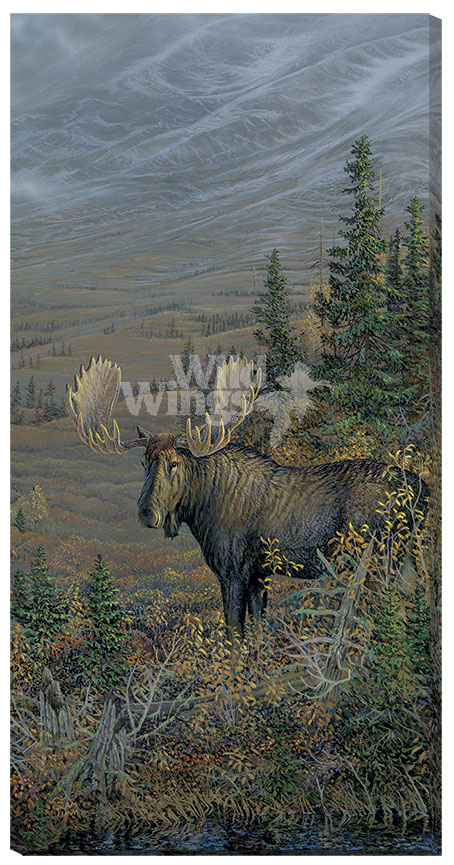 Sam Timm Gallery Wrapped Canvas Giclee:"Big Country - Moose" - Wild ...