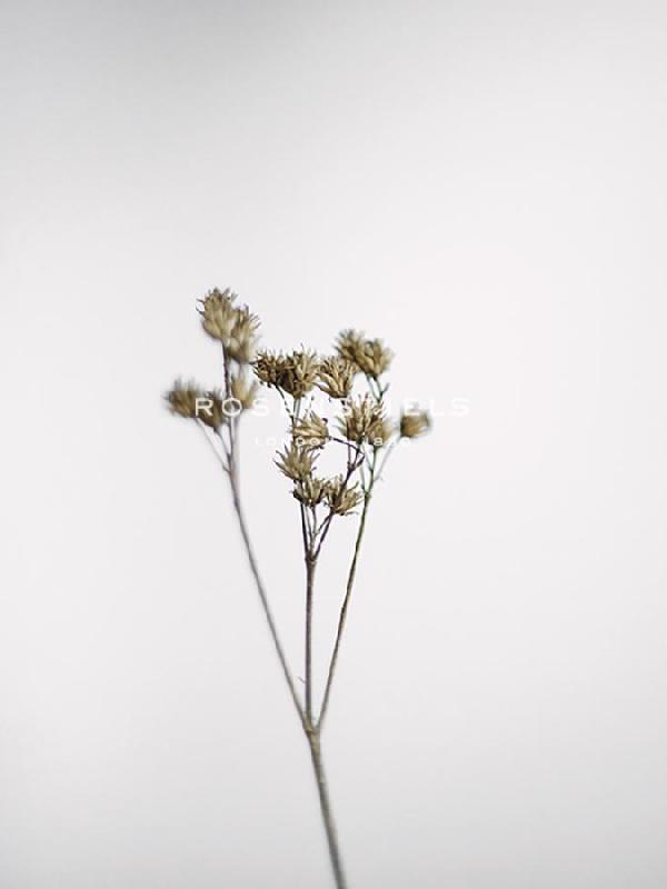 Sarah Hart Morgan 30 x 40 in. Open Giclee Canvas:"Dried Nature - Bend ...