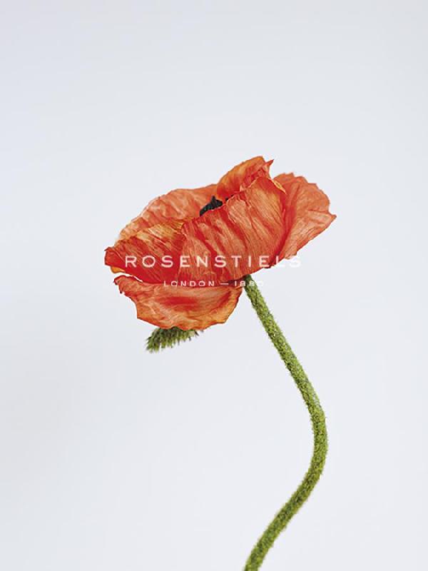 Sarah Hart Morgan 30 x 40 in. Open Giclee Canvas:"Singular Poppy ...