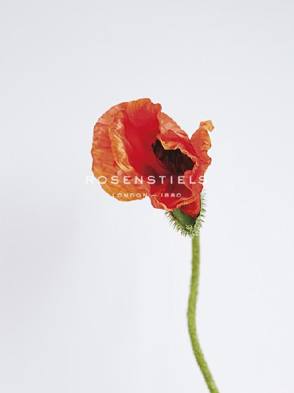 Sarah Hart Morgan 30 x 40 in. Open Giclee Canvas:"Singular Poppy ...