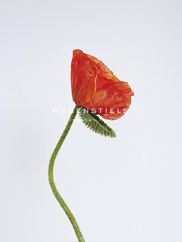 Sarah Hart Morgan 30 x 40 in. Open Giclee Canvas:"Singular Poppy ...