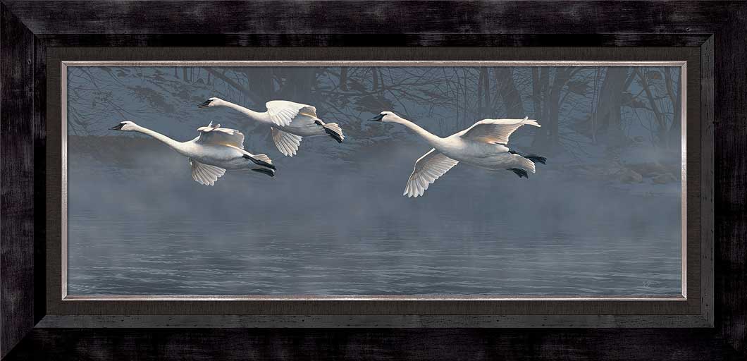 Scot Storm Framed Limited Edition Canvas: "Nature's Grace-Flying Swans ...