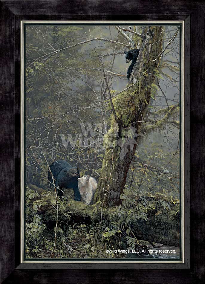 Scot Storm Framed Limited Edition Canvas: "Spirit Bear" - Scot Storm