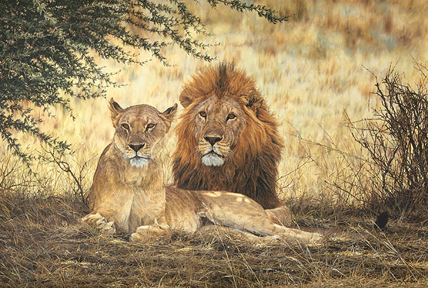 Simon Combes Hand Numbered Limited Edition Canvas Giclee:"Midday Siesta ...