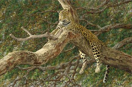 Simon Combes Hand Numbered Limited Edition Fine Art Giclée Canvas:"Chui ...