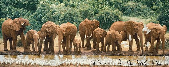 Simon Combes 32x80 Limited Edition MasterWork Canvas:"Heavy Drinkers ...