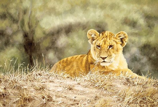 Simon Combes Limited Edition Fine Art SmallWorks™ Giclée Canvas:"Lion ...