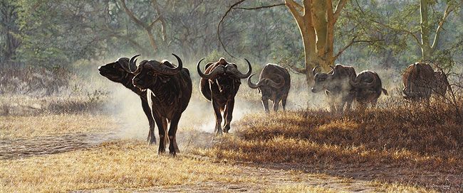 Simon Combes 60x25 Limited Edition MasterWork Canvas:"Drought" - Simon ...