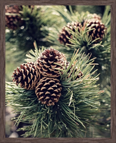 Somerset House 32X26 FRAMED 3 D CANVAS:"RUSTIC PINECONES II" - Somerset ...