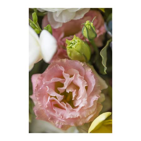 Stacy Bass Open Edition Canvas Giclee :"Gathering 6" - Stacy Bass