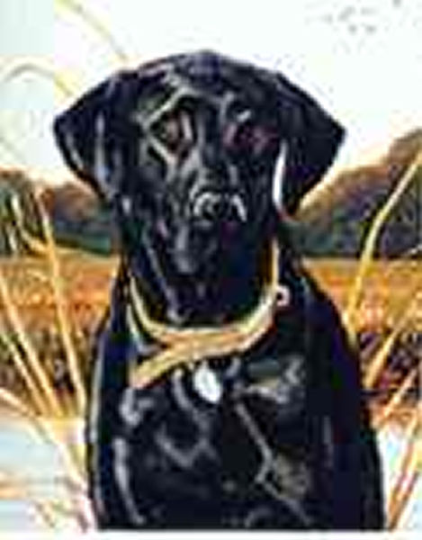Stephen Hamrick Limited Edition Print: "Black Lab" - Stephen Hamrick