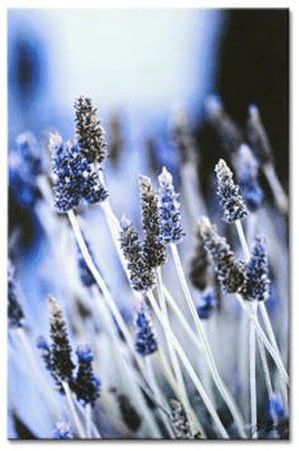 Susan Bell Limited Edition Giclée on Stretched Canvas: "Lyla" - Susan Bell