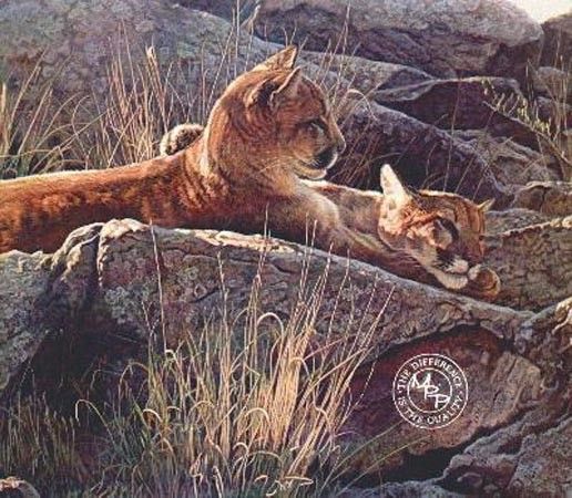 Terry Isaac Limited Edition Print:"Afternoon Light Young Cougars ...