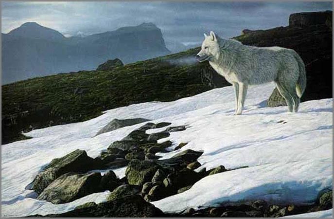 Terry Isaac Limited Edition Print: "Arctic Light Arctic Wolf" - Terry Isaac