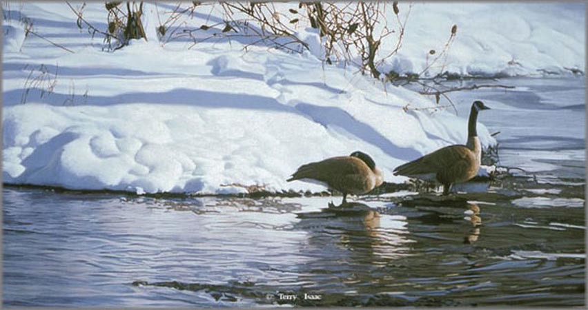 Terry Isaac Limited Edition Print:"Winters Thaw Canada Geese" - Terry Isaac