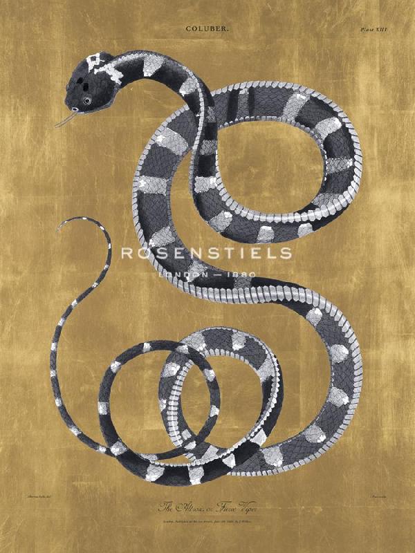 The Drammis Collection 30 x 40 in. Open Giclee Canvas:"Coluber - Fierce ...