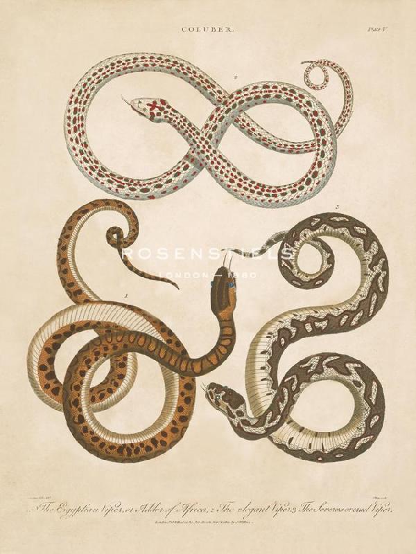 The Drammis Collection 30 x 40 in. Open Giclee Canvas:"Coluber - Three ...