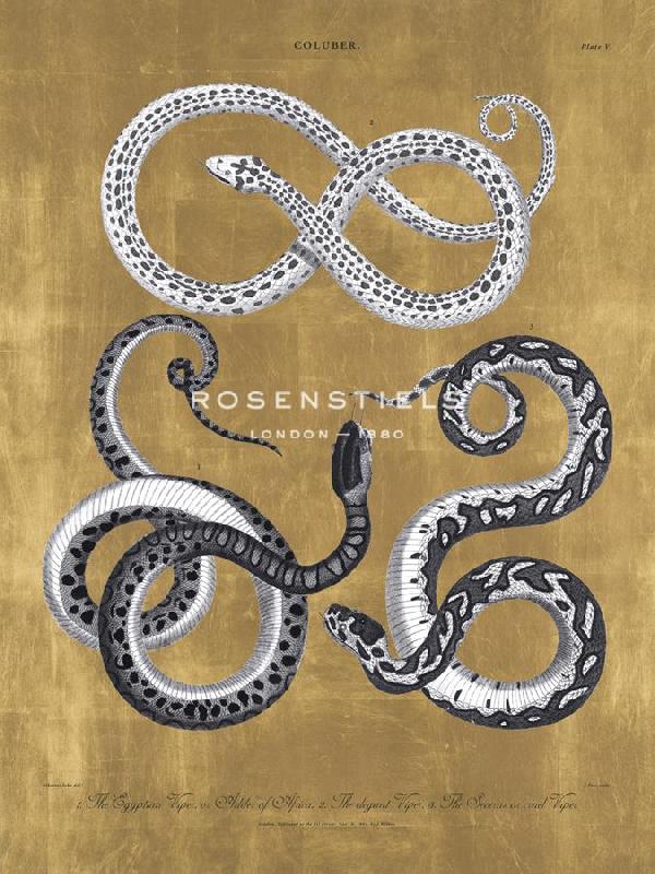 The Drammis Collection 30 x 40 in. Open Giclee Canvas:"Coluber - Three ...