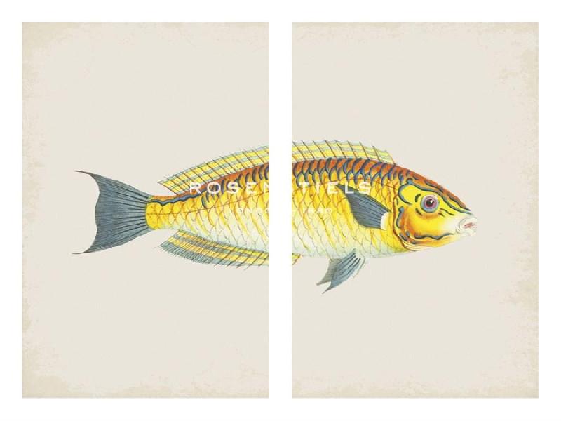 The Drammis Collection 40 x 30 in. Open Giclee Canvas:"Brasilian Labrus ...