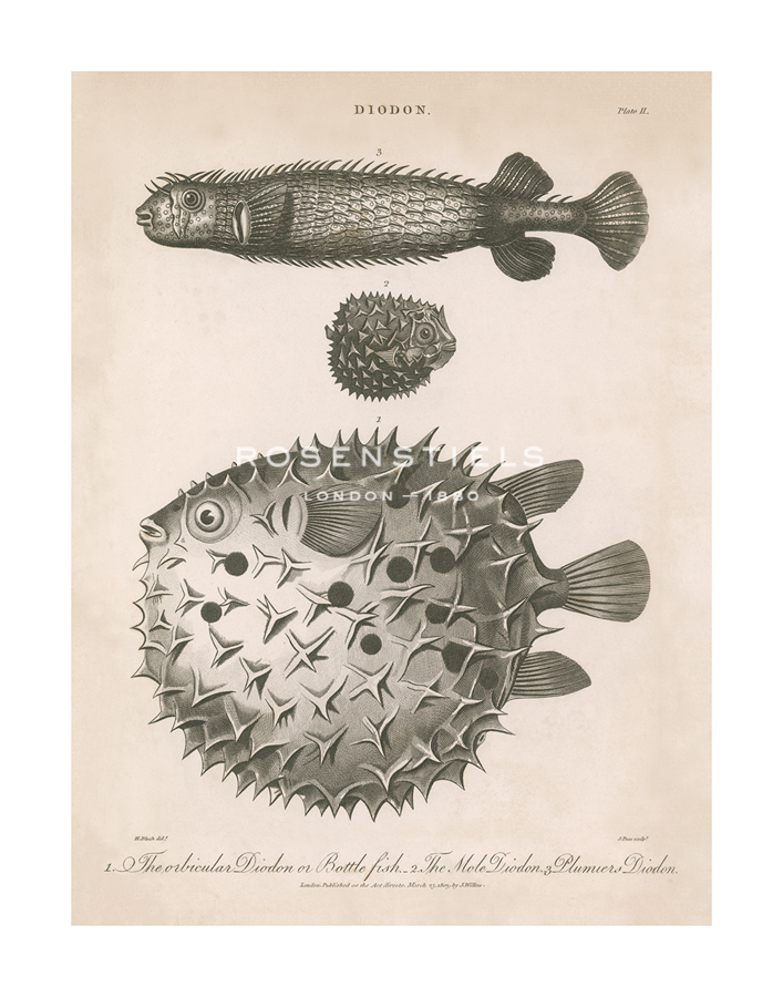 The Vintage Collection Hand Numbered Limited Edition Print on Paper ...