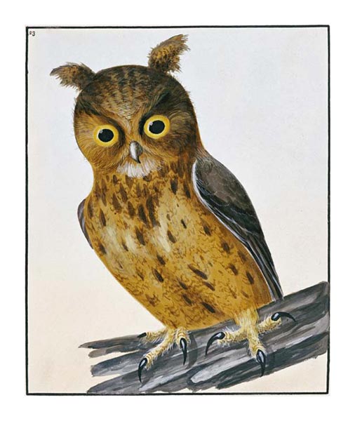 William Lewin Fine Art Open Edition Giclée:"Owl" - Illustration