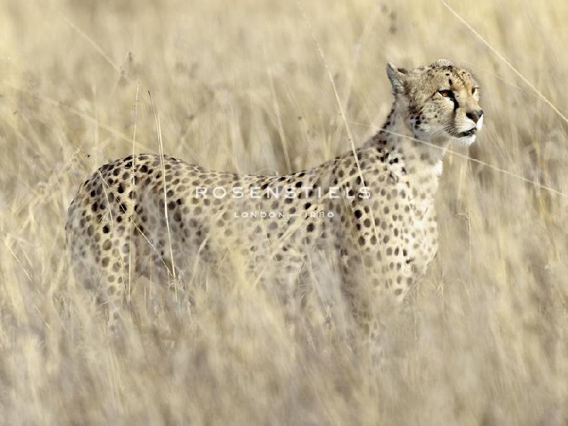 Wink Gaines 40 x 30 in. Open Giclee Canvas:"Creeping Cheetah" - Wink Gaines