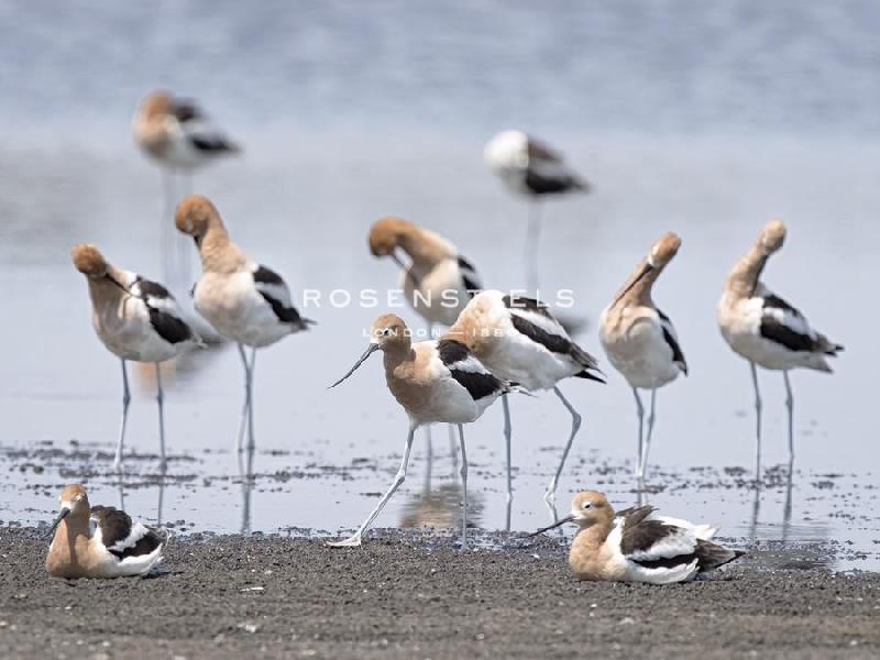 Wink Gaines 40 x 30 in. Open Giclee Canvas:"Gathering Flock" - Wink Gaines