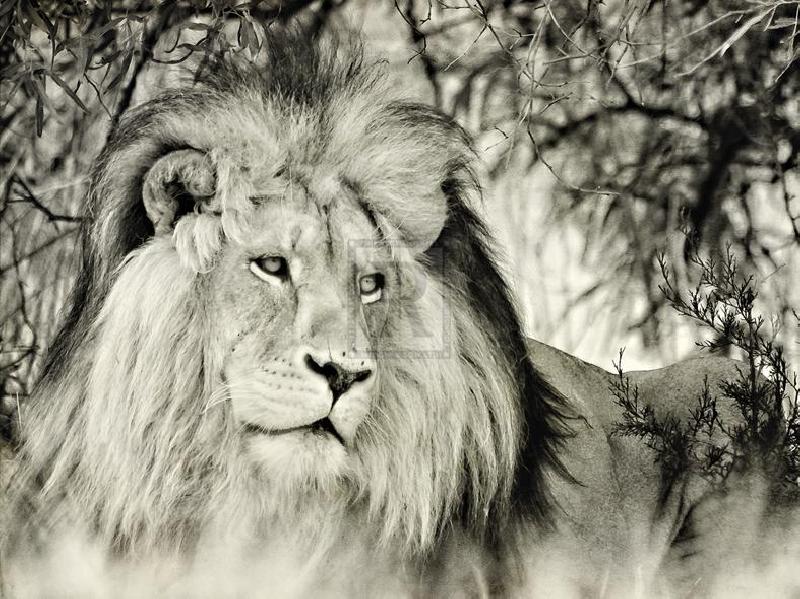 Wink Gaines 40 x 30 in. Open Giclee Canvas:"Moketsi Lion" - Wink Gaines