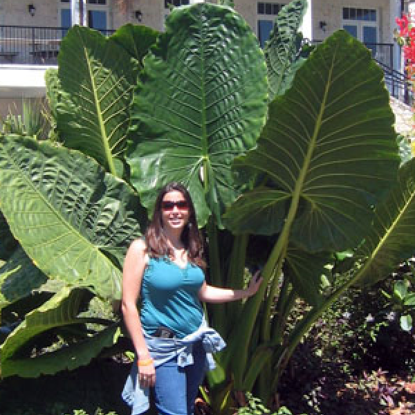 Alocasia macrorrhiza 'Borneo Giant' - Elephant Ear Buy on Sale Elephant Ear