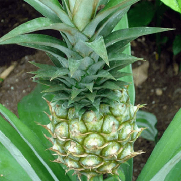 Sweet Tropical Fruits