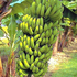 Buy Musa 'Gran Nain' - Banana Plant - Banana Trees from Green Earth Co.