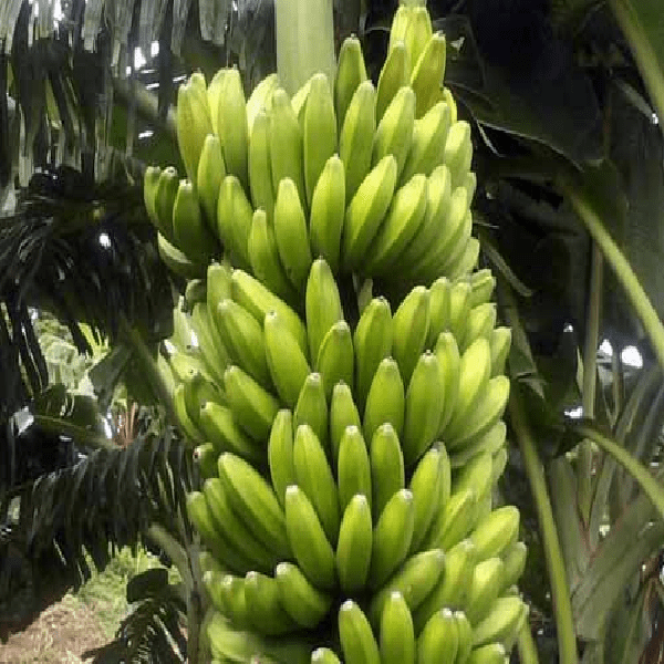Buy Banana Plants - Banana Trees - Sale