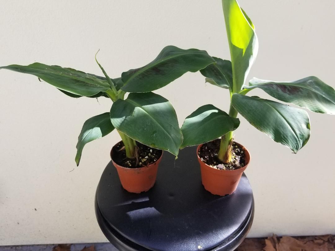 Buy Musa 'Super Dwarf' - Banana Plant and Banana Trees