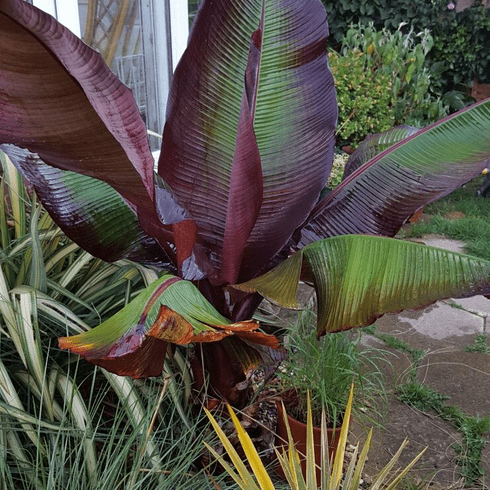 Buy Red Abyssinian Banana Tree- Ensete maurelii - Banana Plant - Banana ...