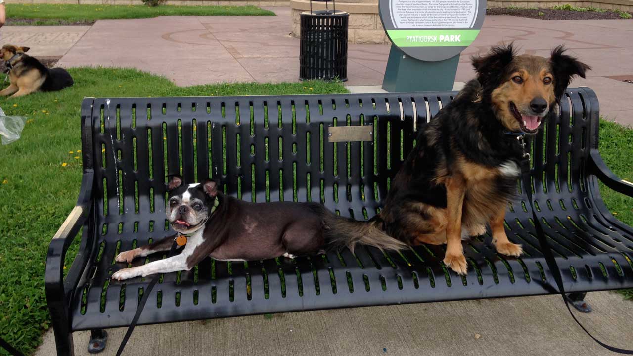 20 Reasons to Teach a Place Command | Gun Dog Supply