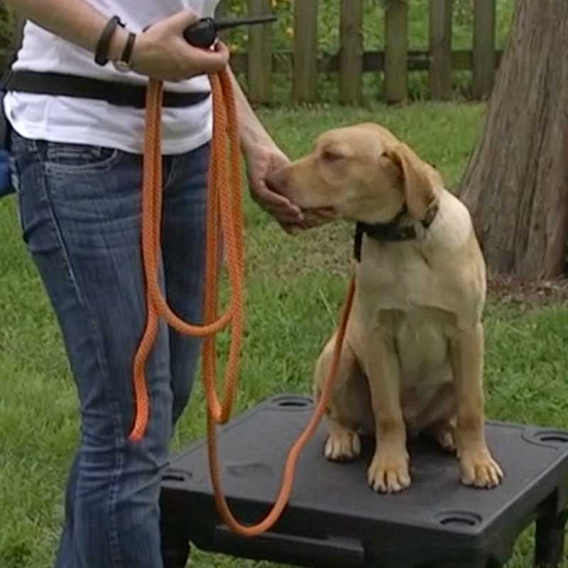 Adding E-Collar Prompting to your Place Command | Gun Dog Supply