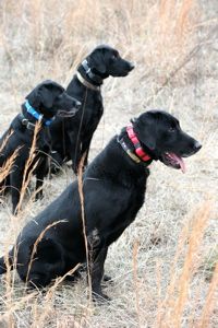 All About Multi-Dog Units.