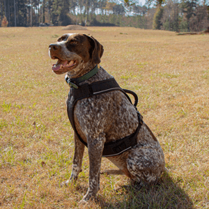 All About Roading and Harnesses by Steve Snell | Gun Dog Supply