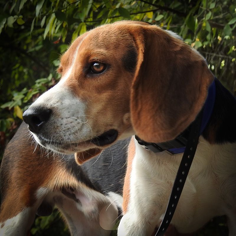 Beagle Hunting, Training, and Field Trial Supplies | Gun Dog Supply