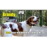 Basic Obedience Ecollar Training by Robin MacFarlane DVD -- Pro Dog ...