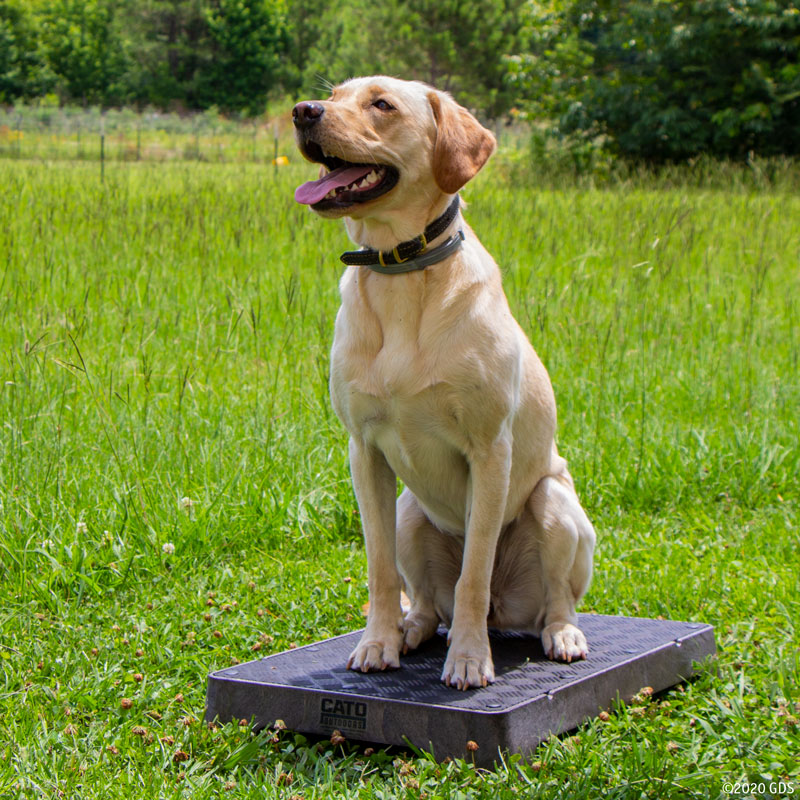 Cato Board Dog Place Training Board with Turf Grass Surface. $78.95.