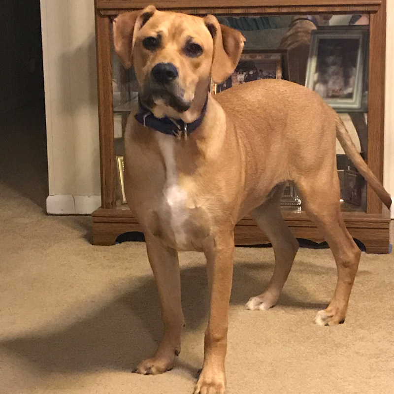Chris's Dog Bandit (Black Mouth Cur/Boxer Mix).