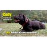 Basic Obedience Ecollar Training by Robin MacFarlane DVD -- Pro Dog ...